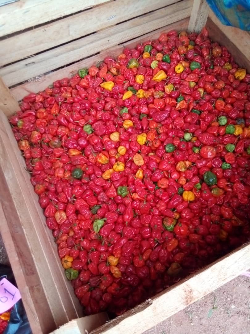 MINADER - IMG-20201221-WA0108 – Copie