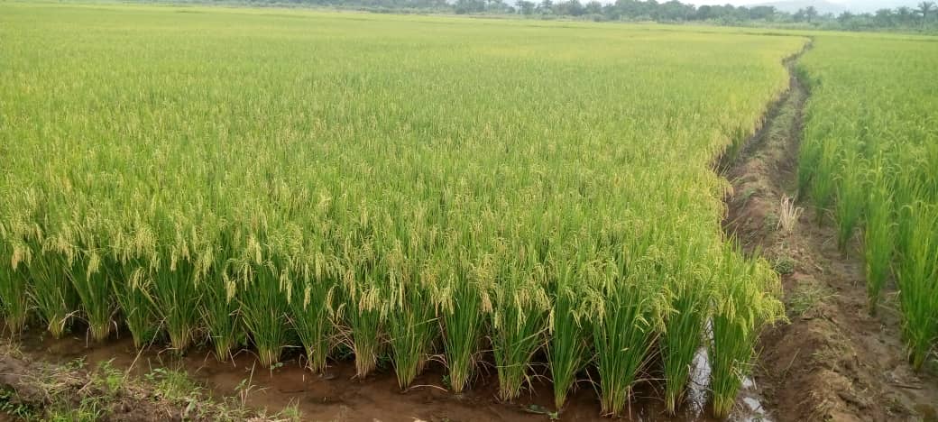 MINADER - Album des champs semenciers du Projet de Développement de la Riziculture Irriguée et ...