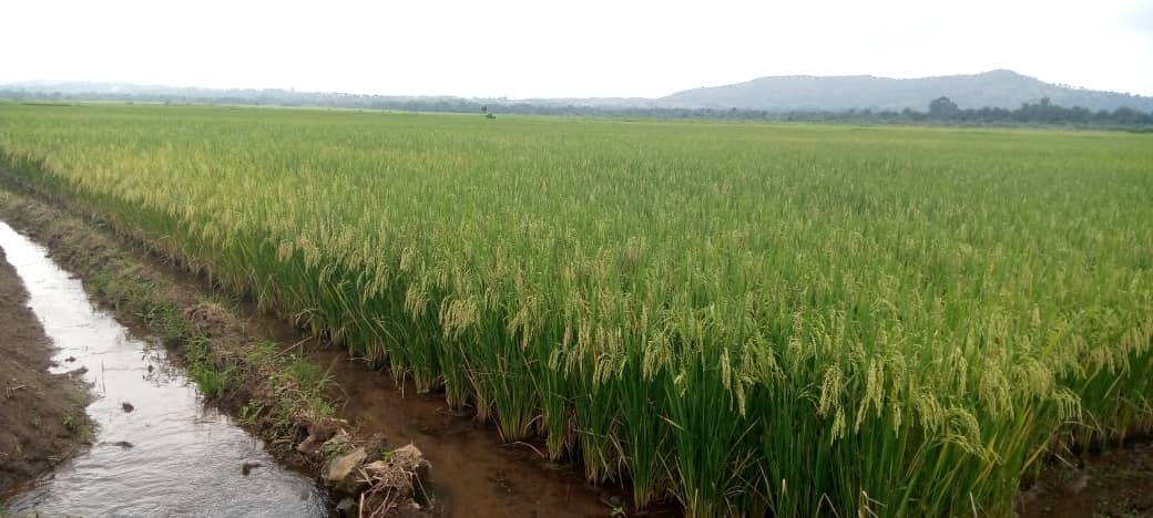 MINADER - Album des champs semenciers du Projet de Développement de la Riziculture Irriguée et ...