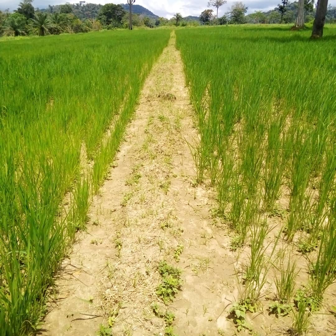 MINADER - Album des champs semenciers du Projet de Développement de la Riziculture Irriguée et ...