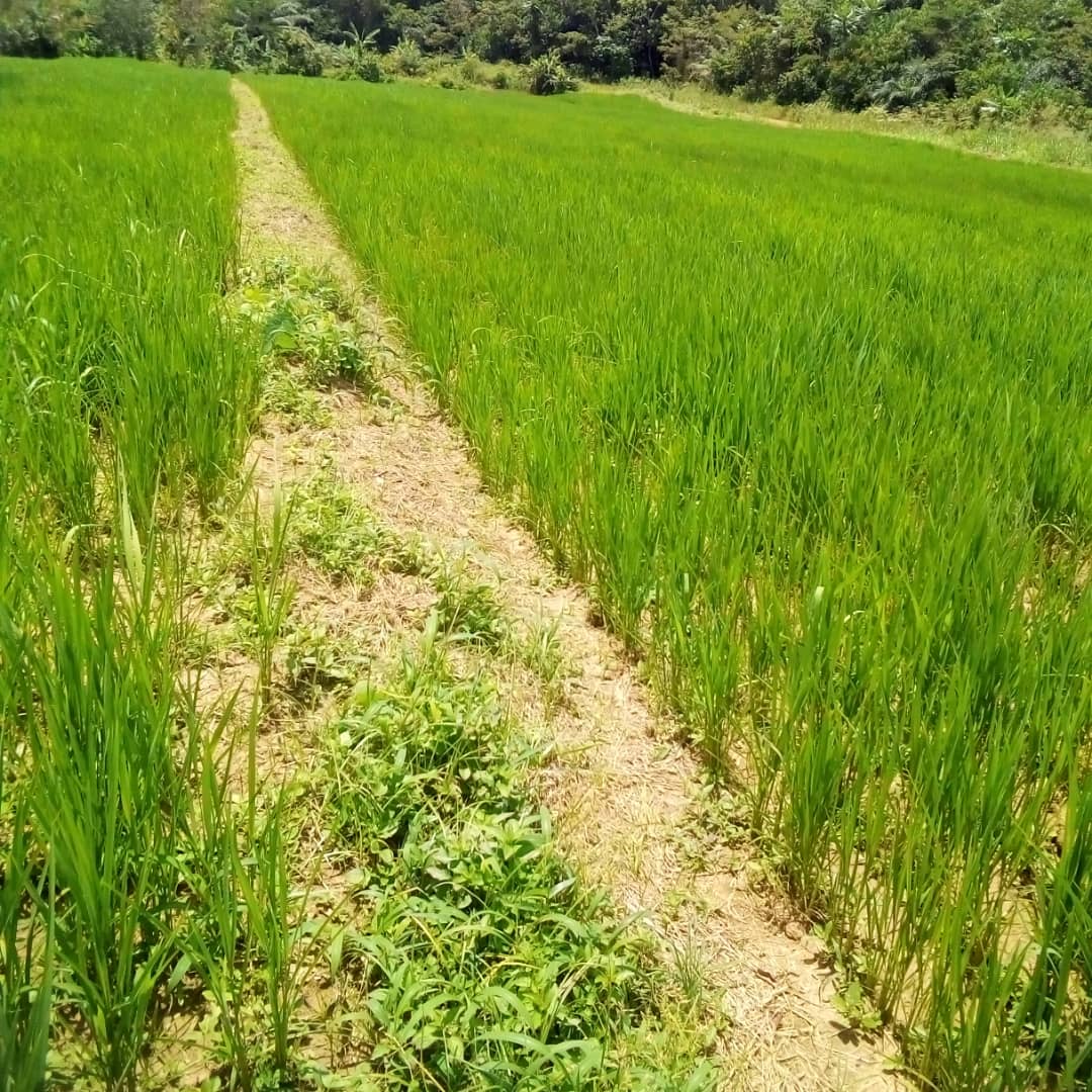 MINADER - Album des champs semenciers du Projet de Développement de la Riziculture Irriguée et ...